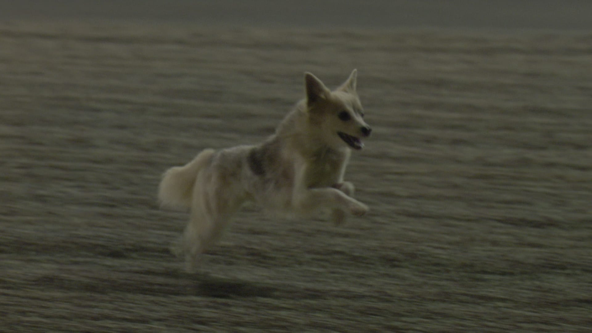 MUST-SEE: Vettel breaks into song as an inquisitive dog causes a red ...