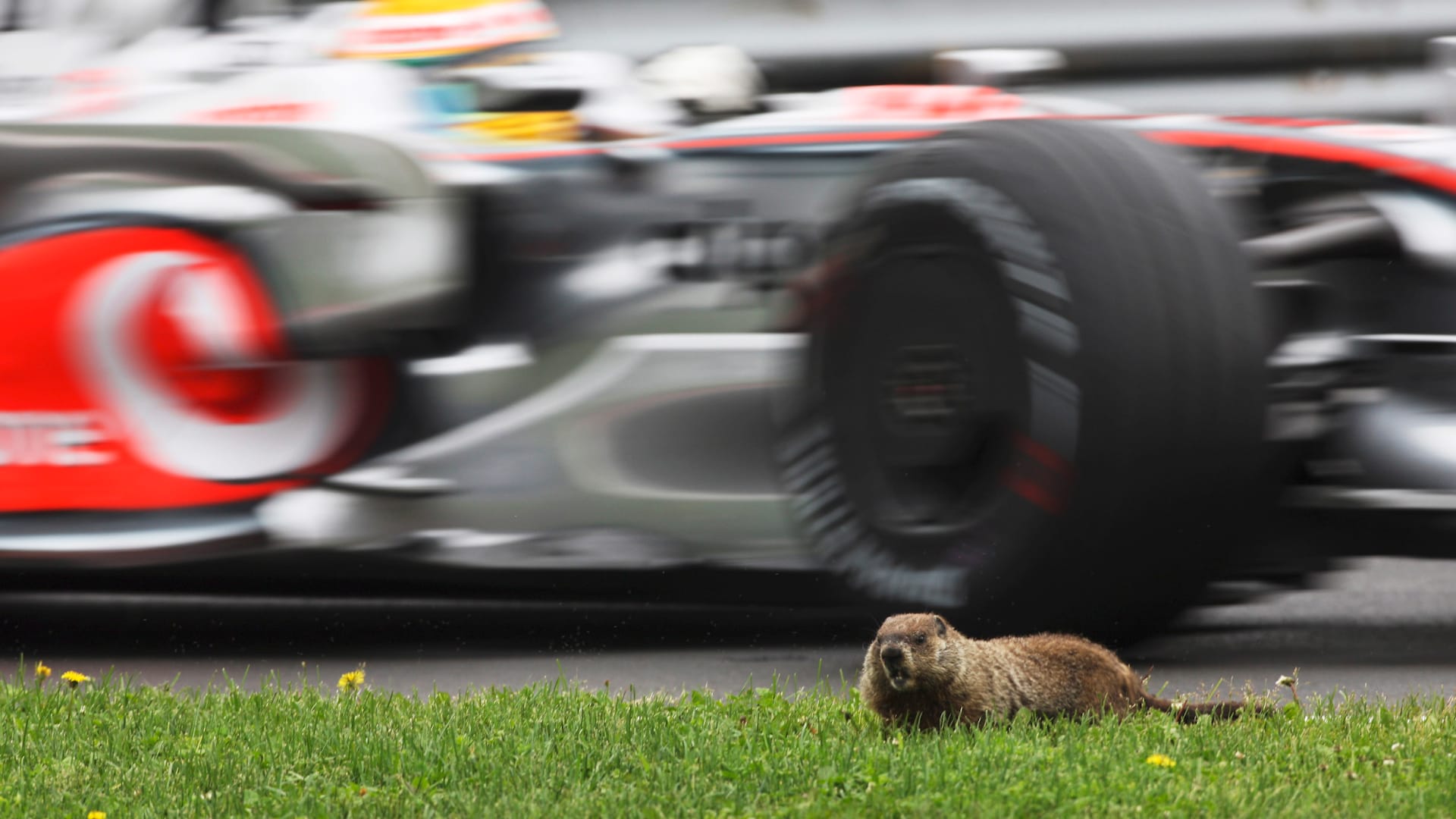 WATCH: Foxes, groundhogs and even Godzilla – the Top 10 F1 animal ...
